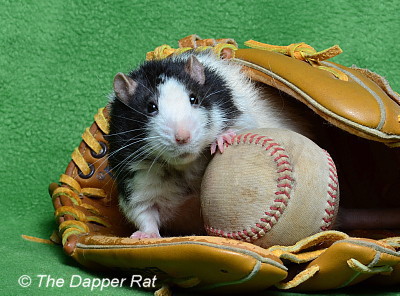 The Dapper Rat Calendar 2013 - Shoots 1