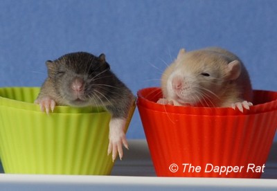 Robyn's Ramble Archive