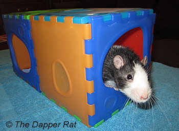 Robyn's Ramble Archive